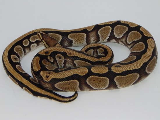 Cypress Ball Python by Scalez Exoticz
