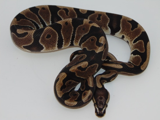 Scaleless Head Ball Python by Scalez Exoticz