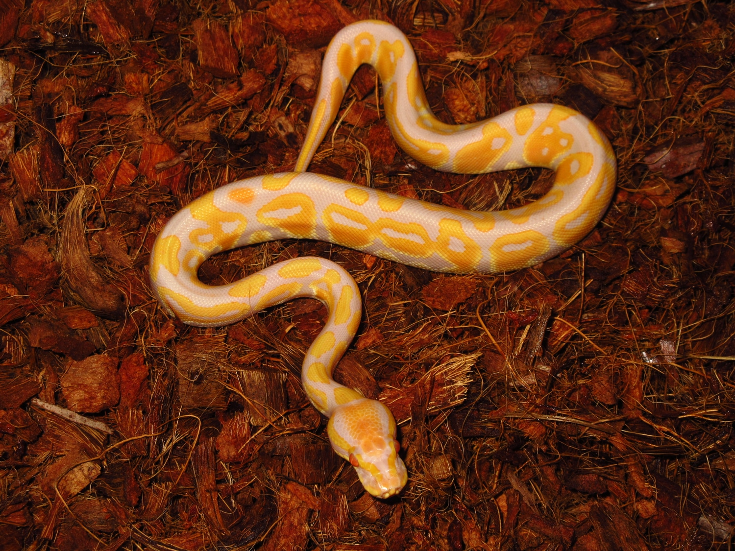 Candy Ball Python by Scalez Exoticz - MorphMarket
