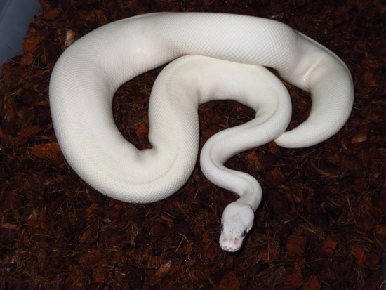 Lesser Mojave Blue Eye Lucy Ball Python by Scalez Exoticz