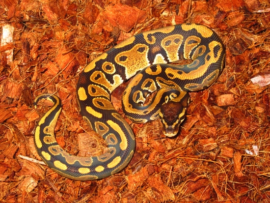 100% Double Het Ultramel Pied Ball Python by Scalez Exoticz