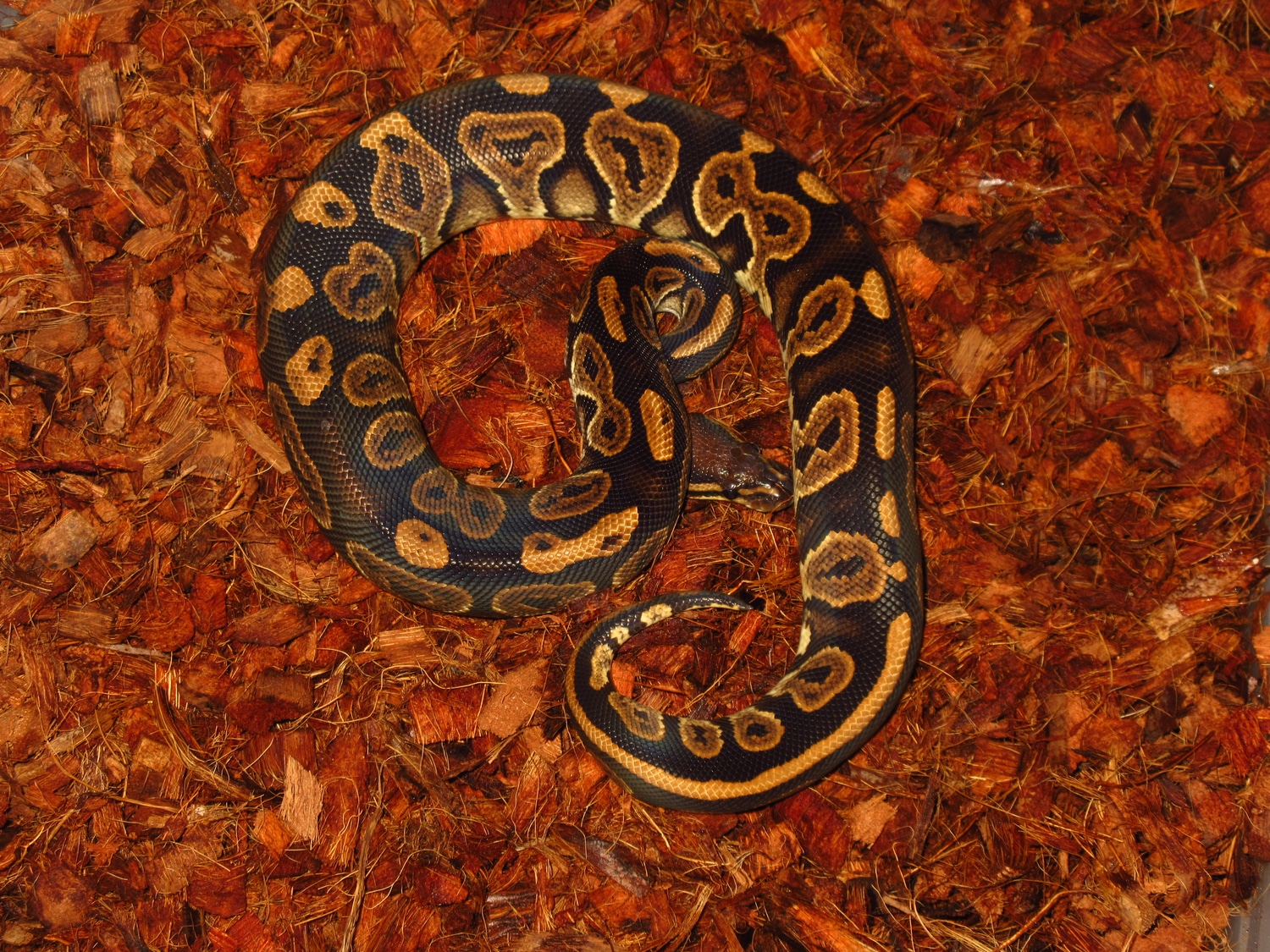 Black Pastel 66% Pos Het Pied Ball Python by Scalez Exoticz - MorphMarket