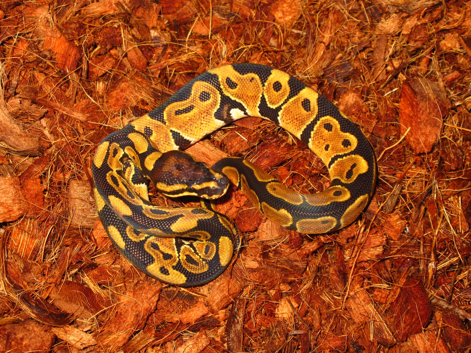 100% Het Candy Ball Python by Scalez Exoticz - MorphMarket