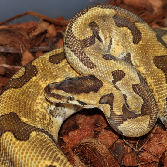 Super Enchi Ball Python by Scalez Exoticz