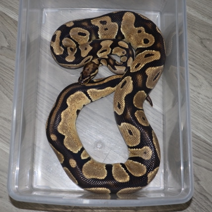 Scalez Exoticz - MorphMarket