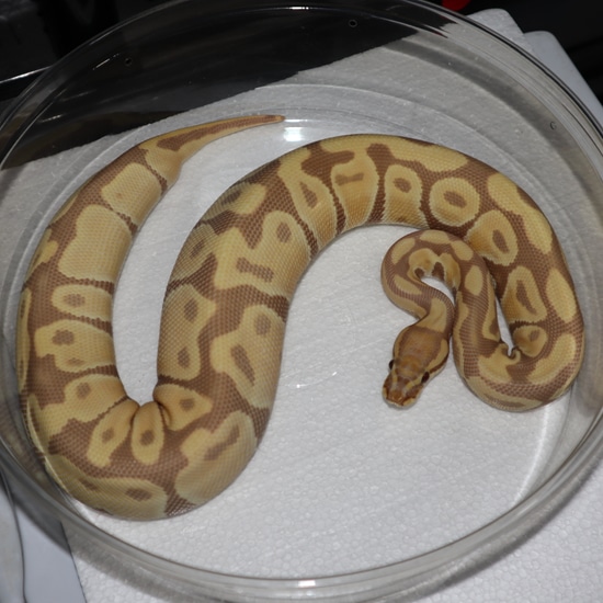 Pure Candy Ball Python by Scalez Exoticz
