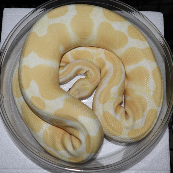 Albino Ball Python by Scalez Exoticz