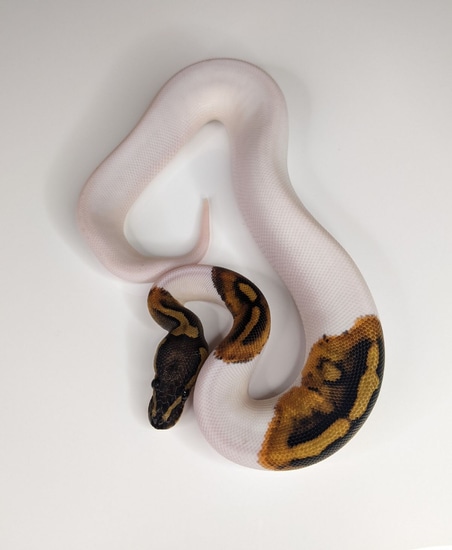 Female Pied Ball Python by Scaly Concepts