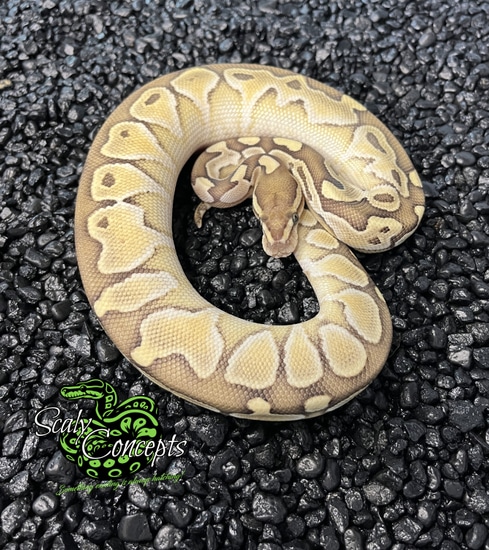 Butter Enchi Lace Ball Python by Scaly Concepts