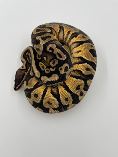 Pastel Yellow Belly Het Desert Ghost Het Hypo Ball Python by Scaly Concepts