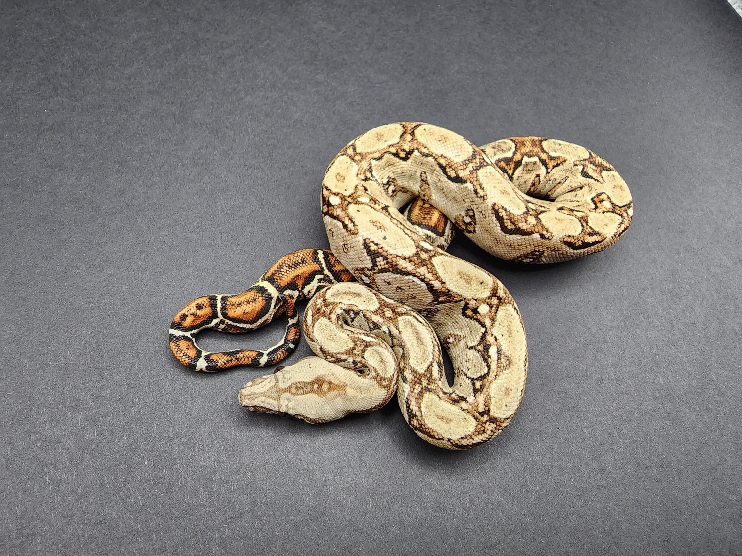 Pure Hypo Sonoran Boa Boa Constrictor by Stephen Richardson ...