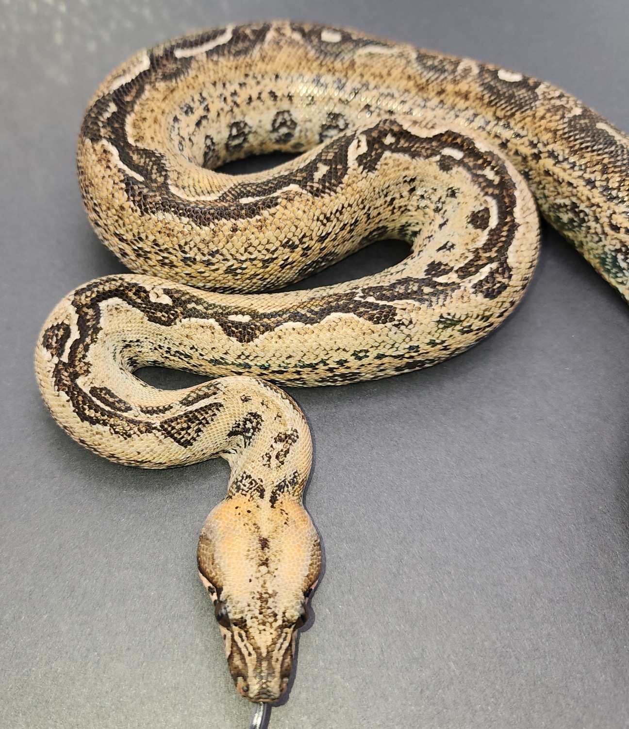Pure Sonoran Leopard Boa (Possible Hypo) Boa Constrictor by Stephen ...