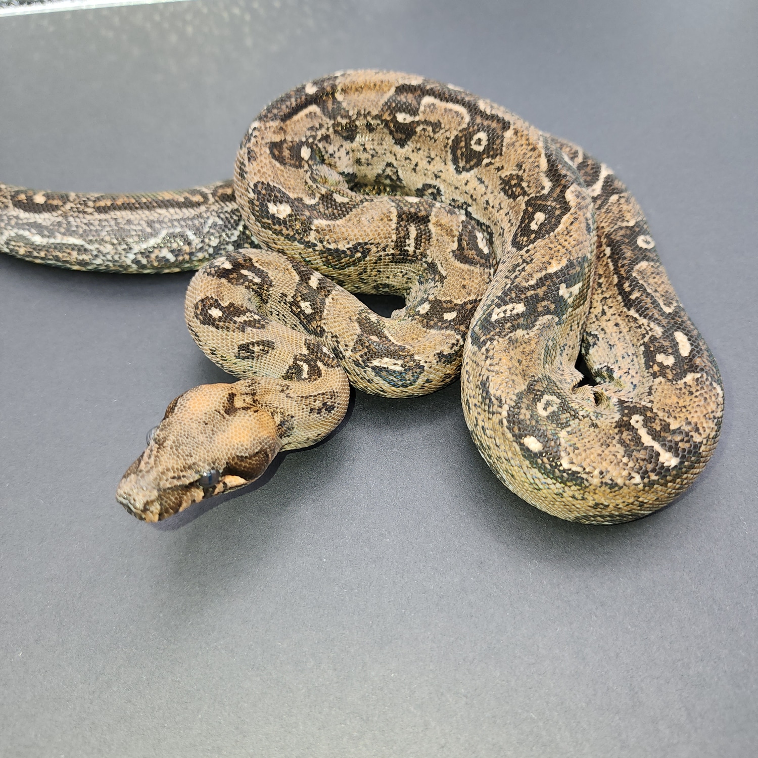 Pure Sonoran Leopard Boa (Possible Hypo) Boa Constrictor by Stephen ...