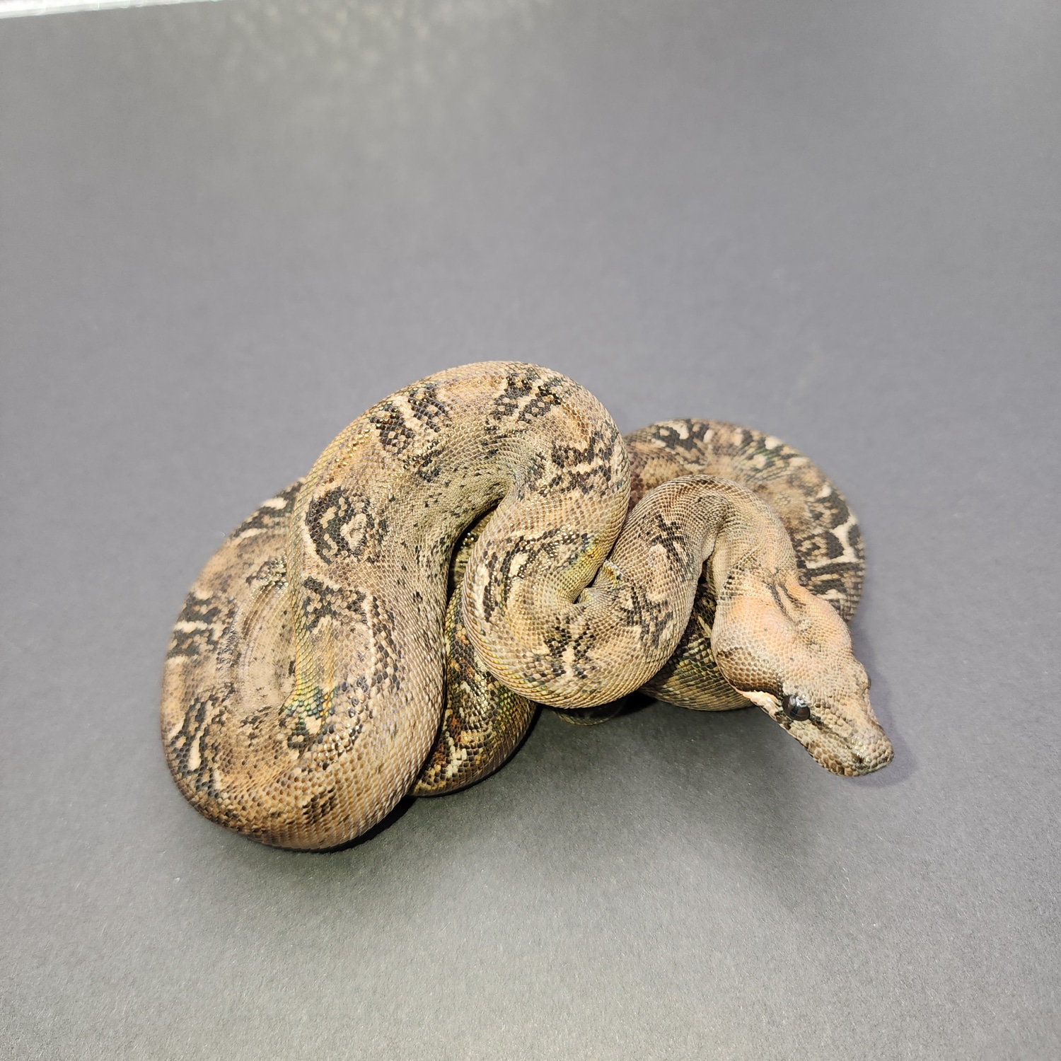 Pure Sonoran Leopard Boa Boa Constrictor by Stephen Richardson ...