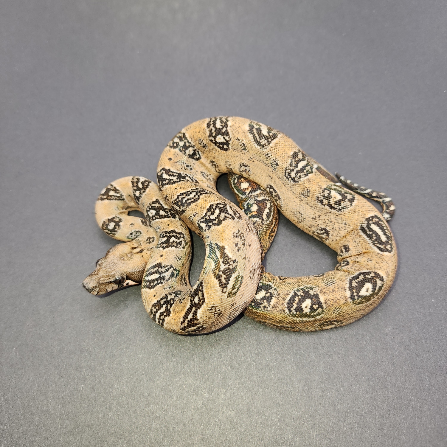 Pure Sonoran Leopard Boa Boa Constrictor by Stephen Richardson ...