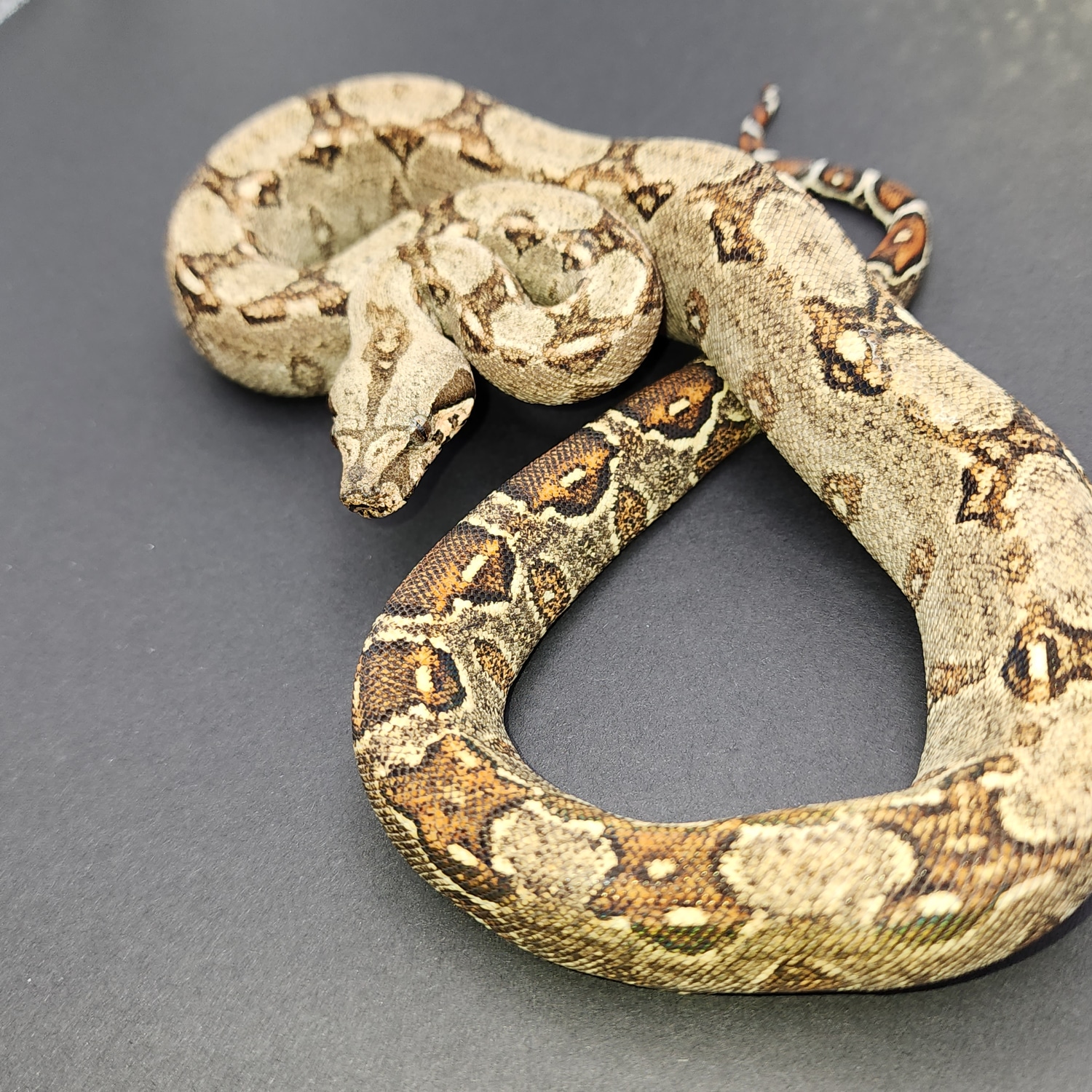 Hypo Sonoran Boa Boa Constrictor by Stephen Richardson Herpetoculture ...