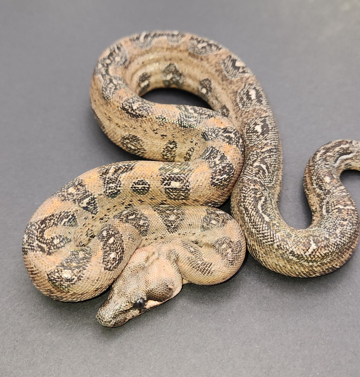 Sonoran Leopard Boa Boa Constrictor by Stephen Richardson ...