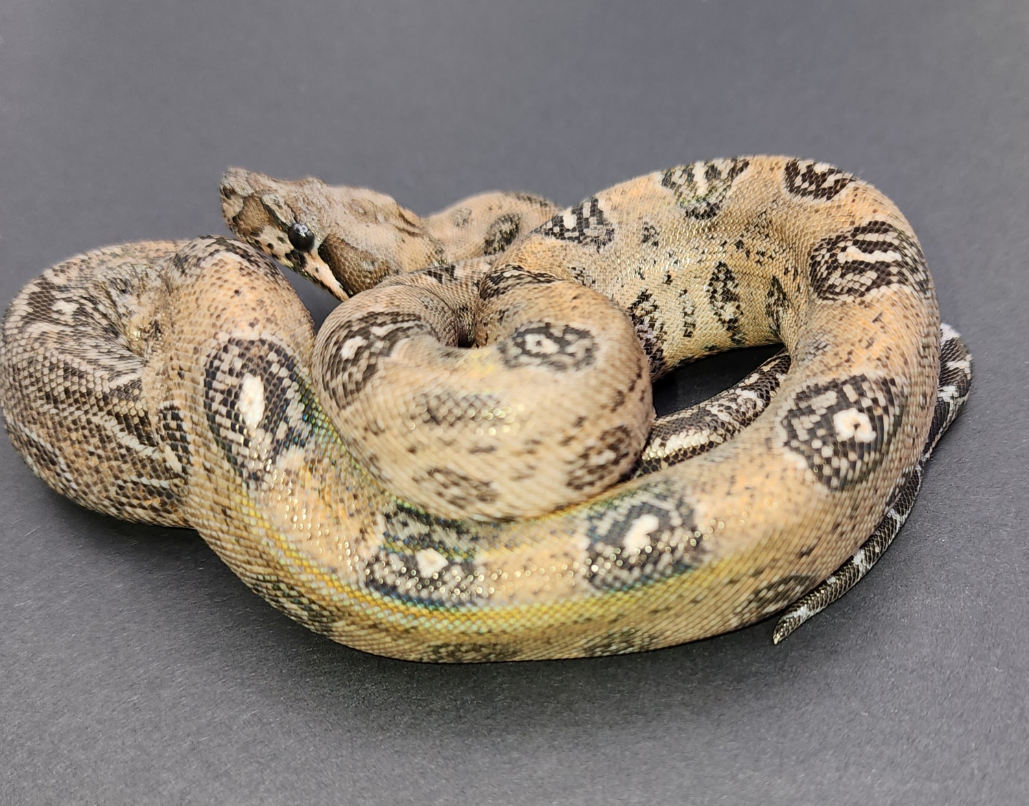 Sonoran Leopard Boa Boa Constrictor by Stephen Richardson ...