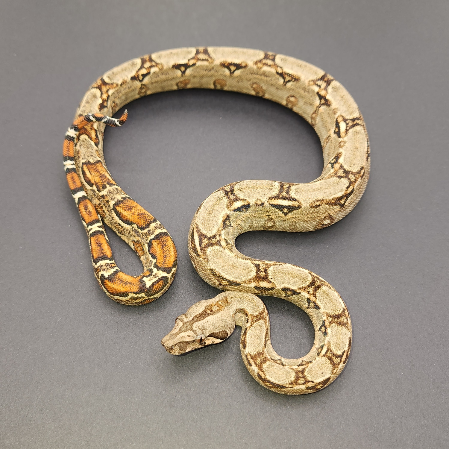Hypo Sonoran Boa Boa Constrictor by Stephen Richardson Herpetoculture ...