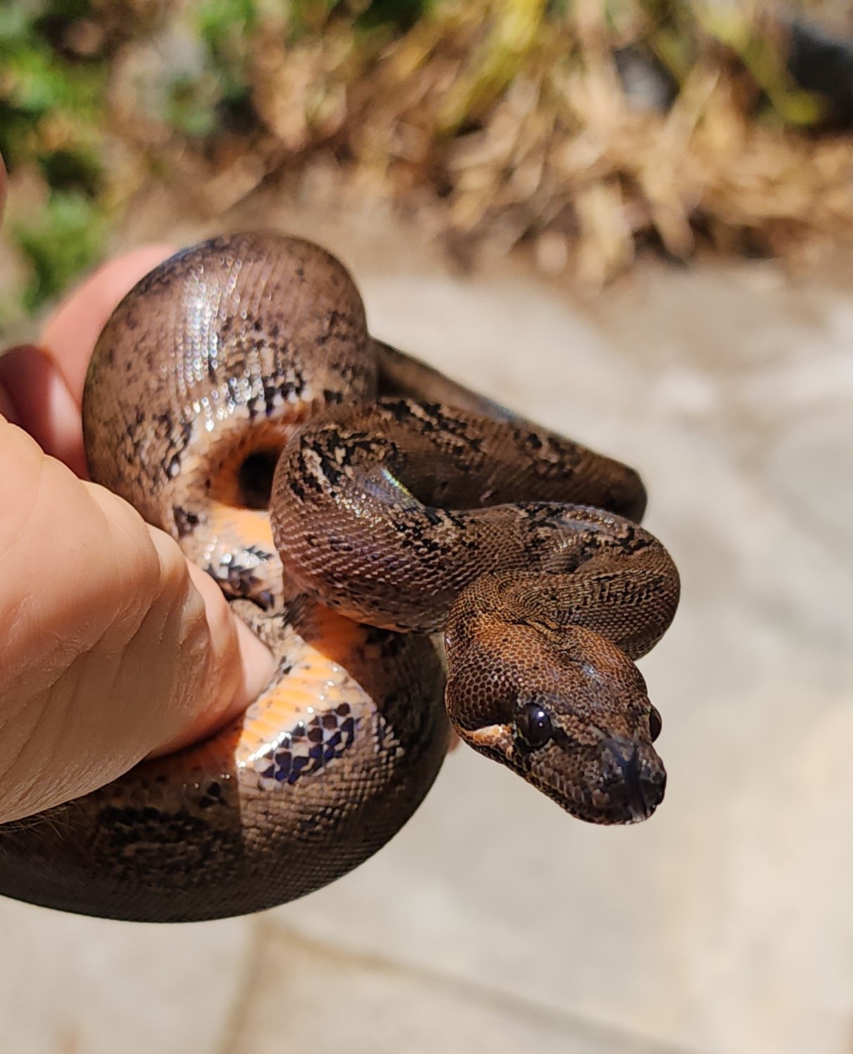 Pure Sonoran Leopard Boa Boa Constrictor by Stephen Richardson ...