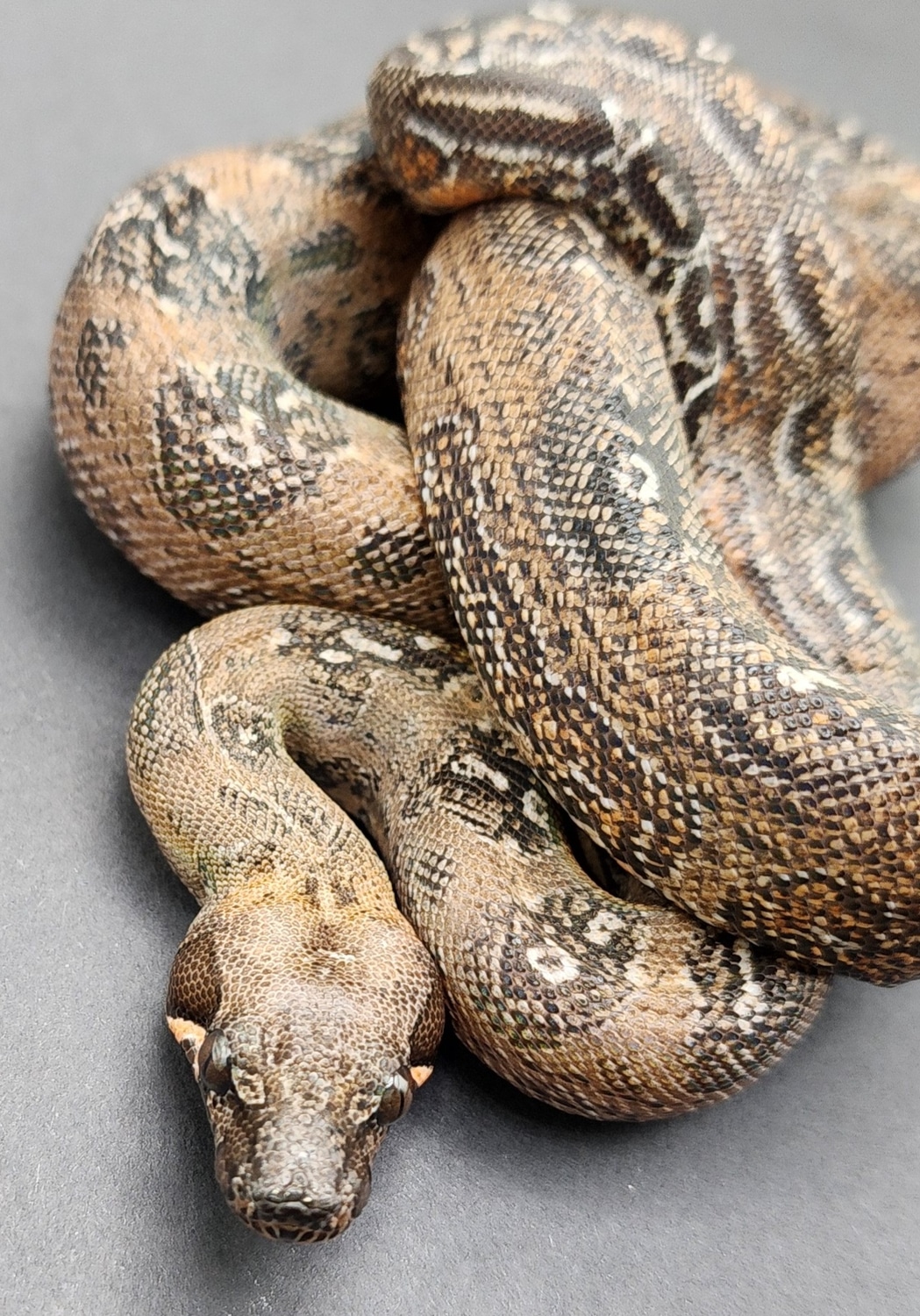 Pure Sonoran Leopard Boa Boa Constrictor by Stephen Richardson ...