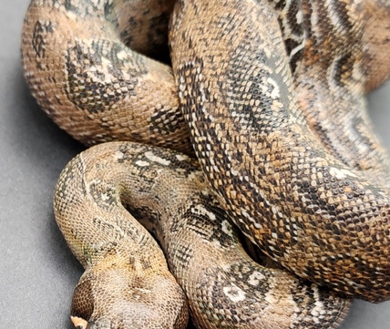 Stephen Richardson Herpetoculture - MorphMarket