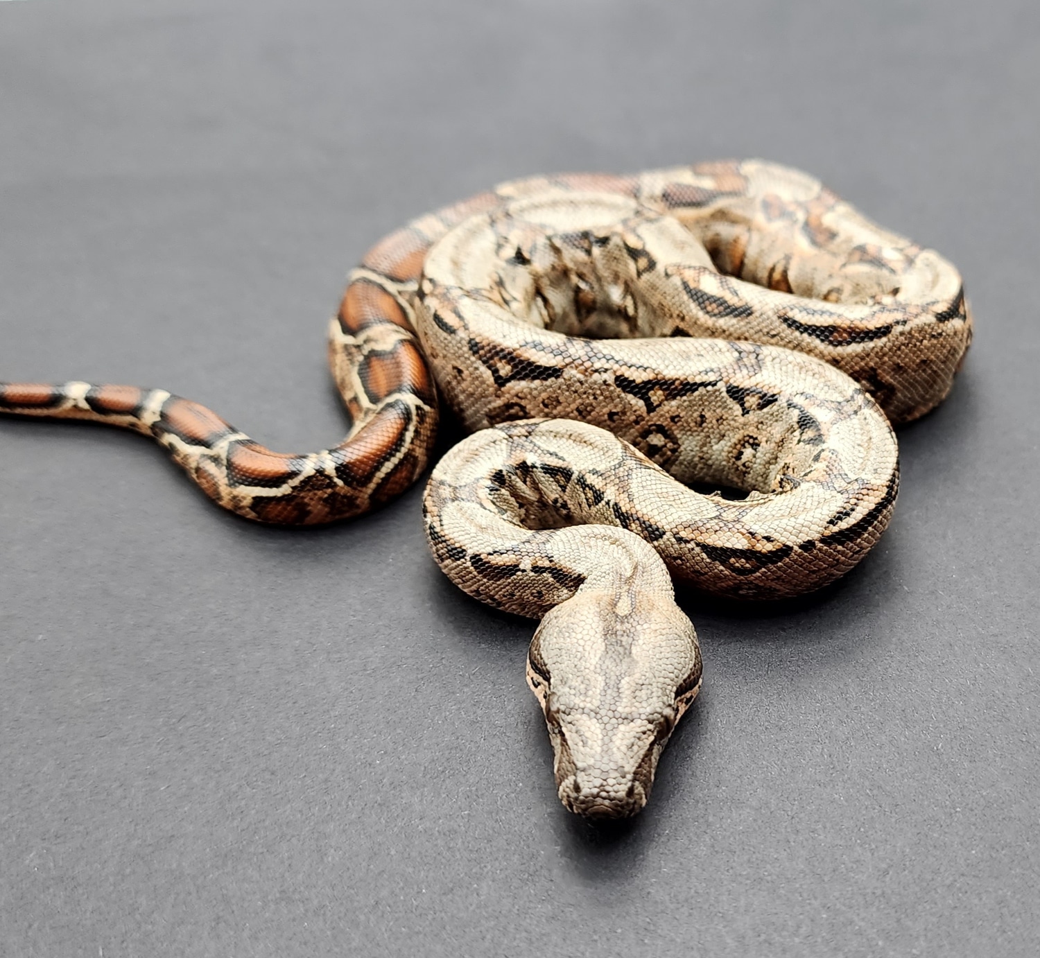 Sonoran Boa 66% Het Leopard Boa Constrictor by Stephen Richardson ...