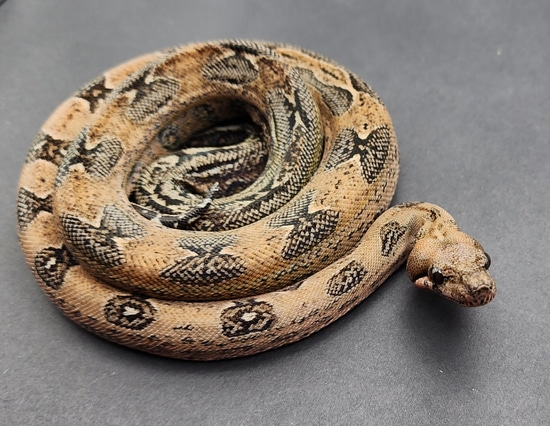 Sonoran Leopard Boa (Free Shipping) Boa Constrictor by Stephen ...