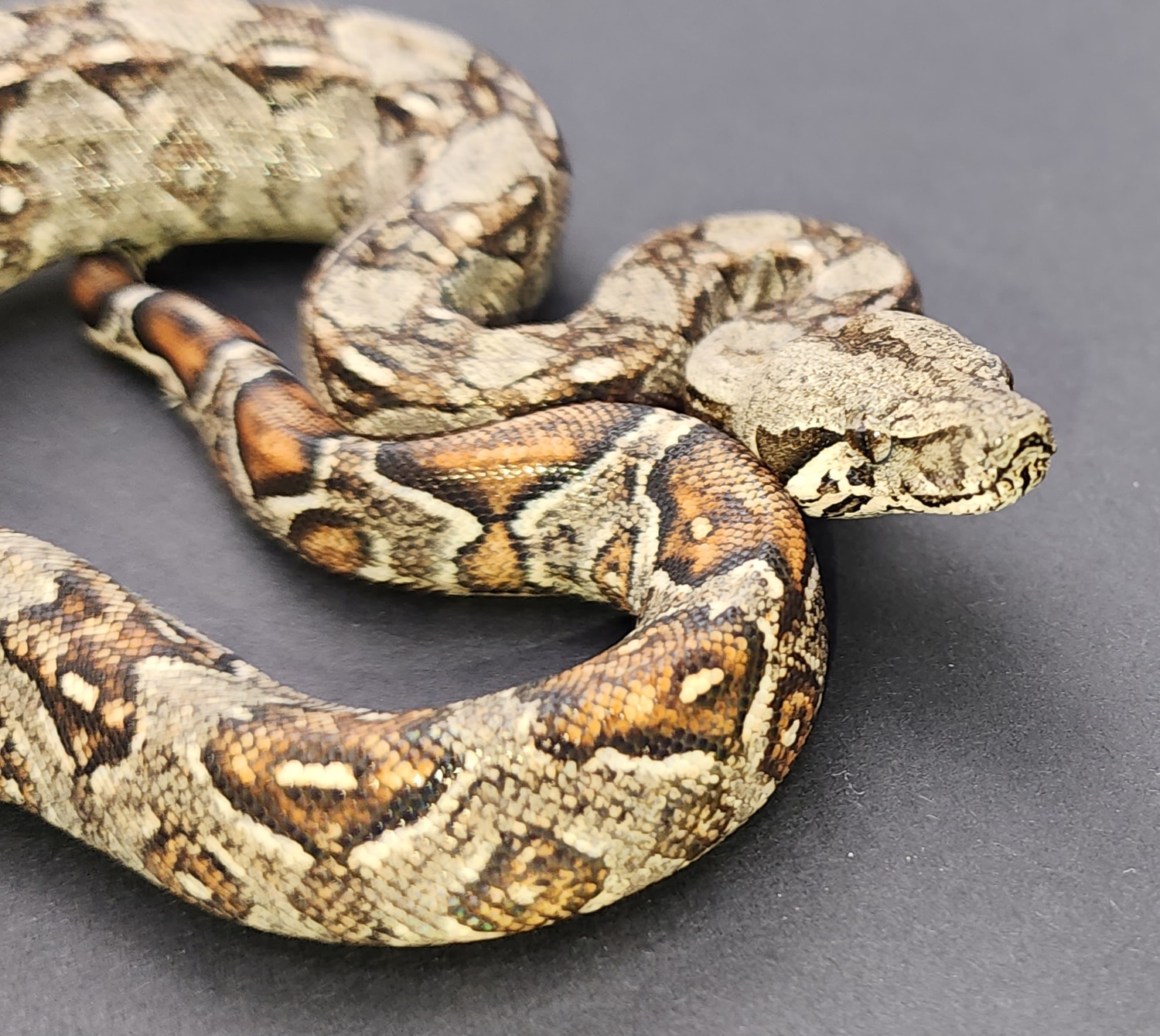 Sonoran Boa Boa Constrictor by Stephen Richardson Herpetoculture ...
