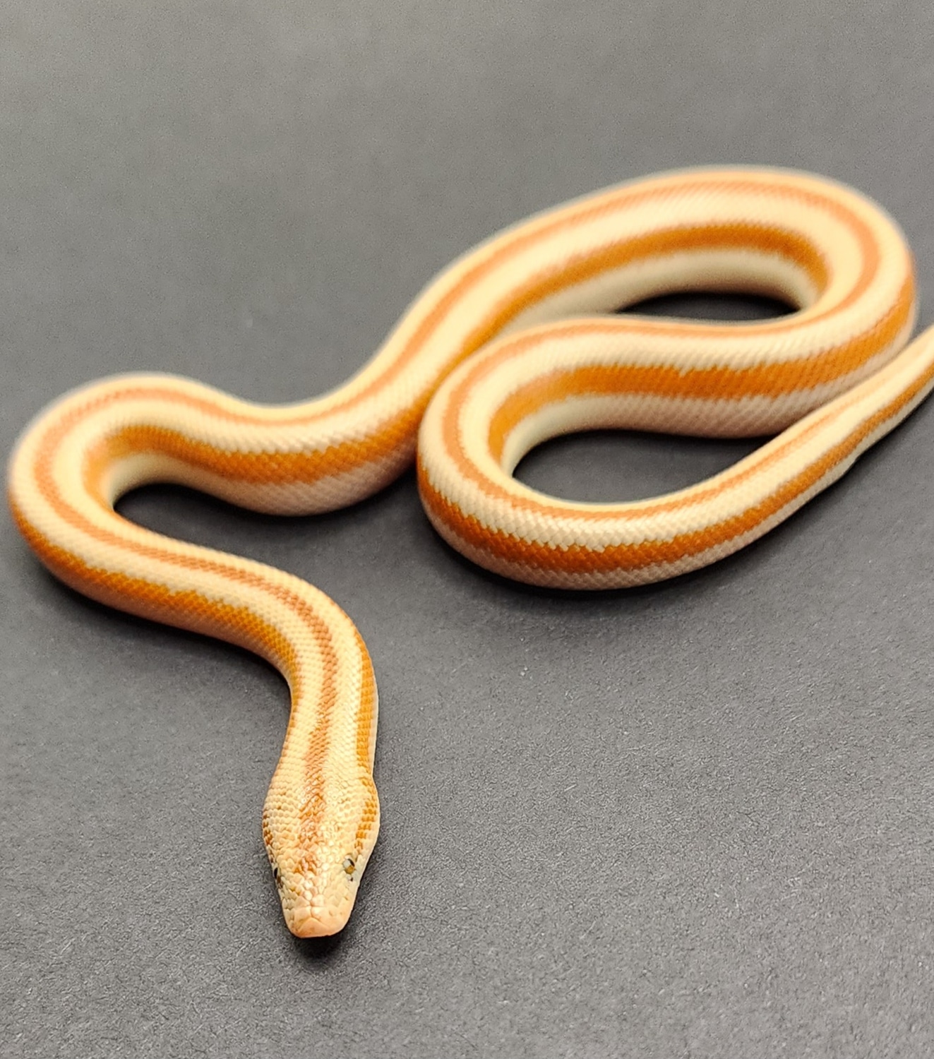 San Felipe Rosy Boa by Stephen Richardson Herpetoculture - MorphMarket