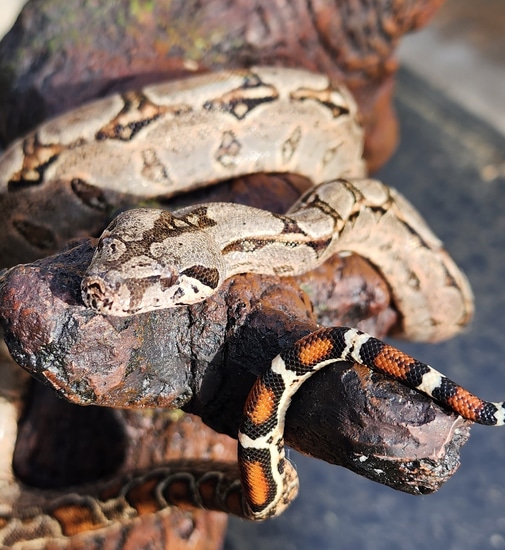 Sonoran Boa 66% Het Leopard Boa Constrictor by Stephen Richardson ...