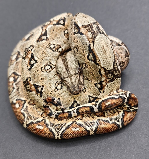 Sonoran Boa 66% Het Leopard Boa Constrictor by Stephen Richardson ...
