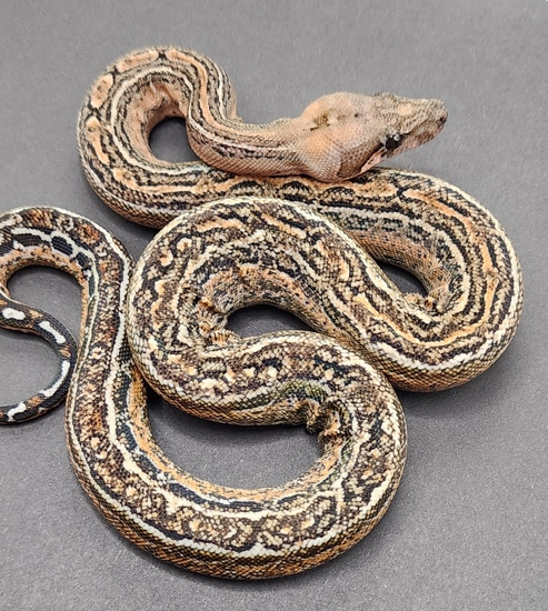 100% Sonoran Leopard Boa Boa Constrictor by Stephen Richardson ...
