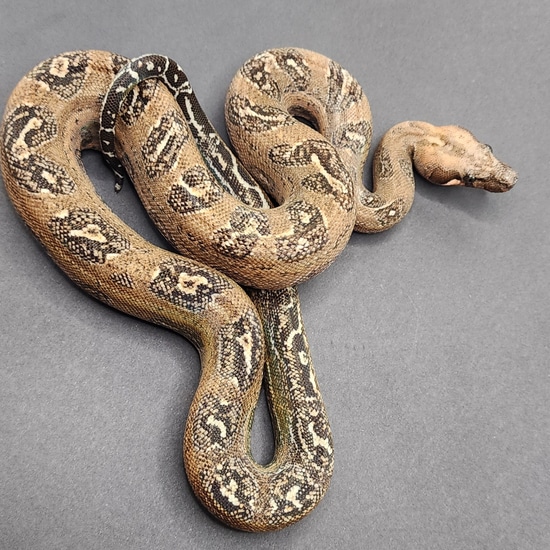 100% Pure Sonoran Leopard Boa Boa Constrictor by Stephen Richardson ...