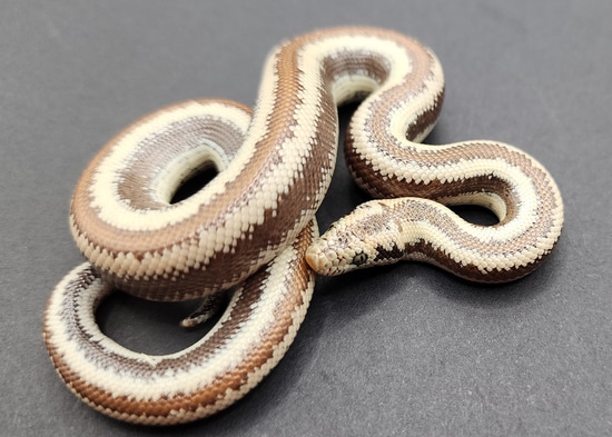 Little Horn Rosy Boa by Stephen Richardson Herpetoculture