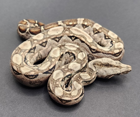 Super Cool Looking Tarahumara Boa Boa Constrictor by Stephen Richardson ...