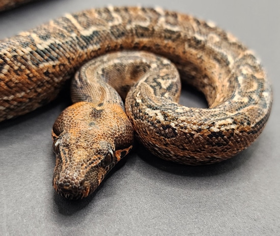 Sonoran Leopard Boa Boa Constrictor by Stephen Richardson Herpetoculture