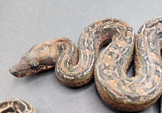 Leopard Sonoran Boa Boa Constrictor by Stephen Richardson Herpetoculture