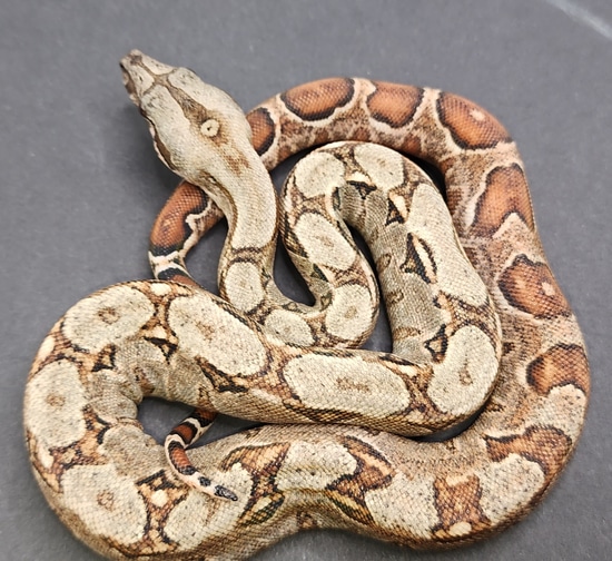 Sonoran Boa 66% Het Leopard Boa Constrictor by Stephen Richardson ...