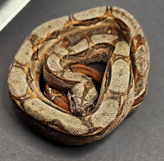 Sonoran Boa Boa 66% Het Leopard Boa Constrictor by Stephen Richardson ...