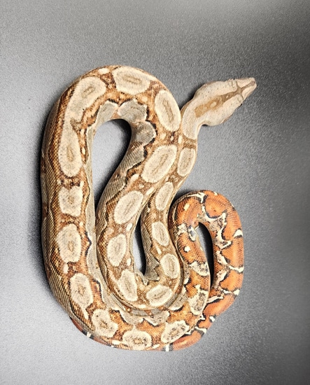 Great Looking Sonoran Boa Boa Constrictor by Stephen Richardson ...