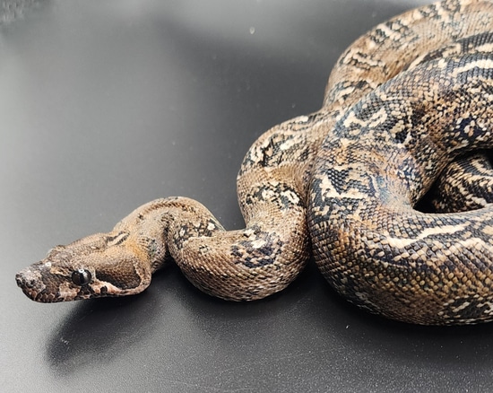 Leopard Sonoran Boa Constrictor by Stephen Richardson Herpetoculture