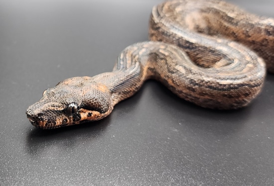 Leopard Sonoran Boa Boa Constrictor by Stephen Richardson Herpetoculture