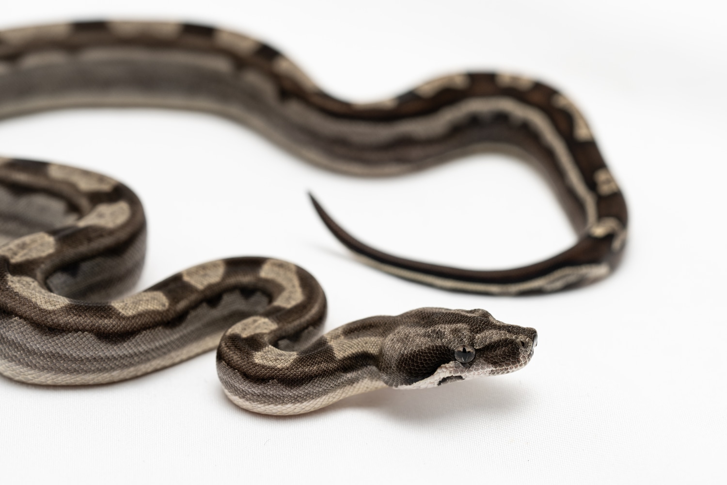 Motley 66% DH Sterling Albino Boa Constrictor by Scandinavian Boa ...