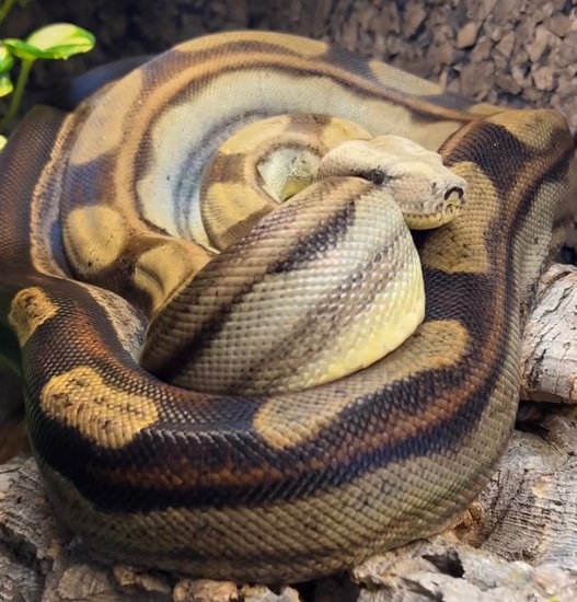 PB Pair Sterling Albino Boa Constrictor by Scandinavian Boa