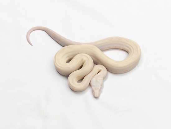 Moonglow Labyrinth Motley Boa Constrictor by Imperatormorphs USA