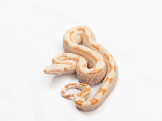 Sunglow Labyrinth Het Anery Boa Constrictor by Imperatormorphs USA