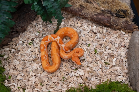 Red Dragon Boa Constrictor by Imperatormorphs USA