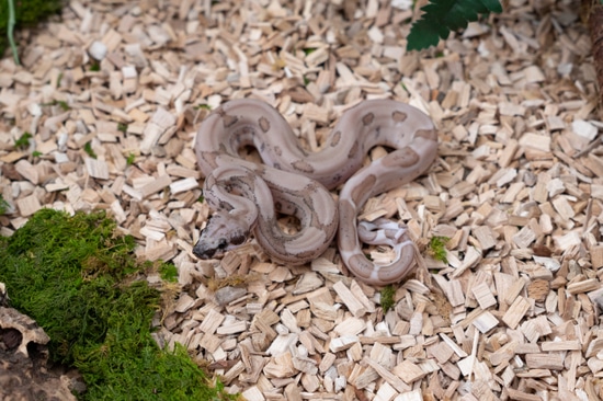 BEA Ghost 66% Het VPI Boa Constrictor by Imperatormorphs USA