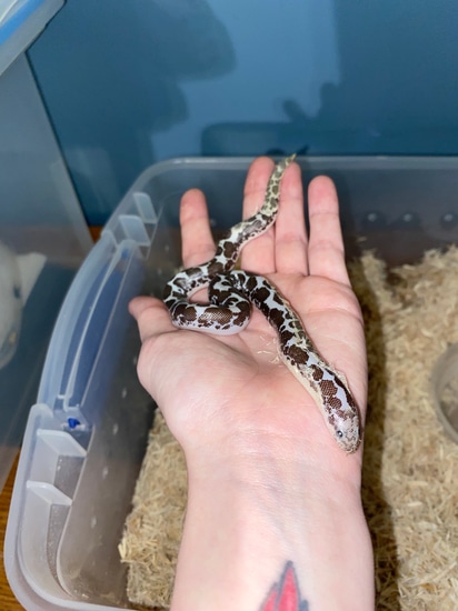 Calico Anery Kenyan Sand Boa by Mythical_Extoic_Reptiles